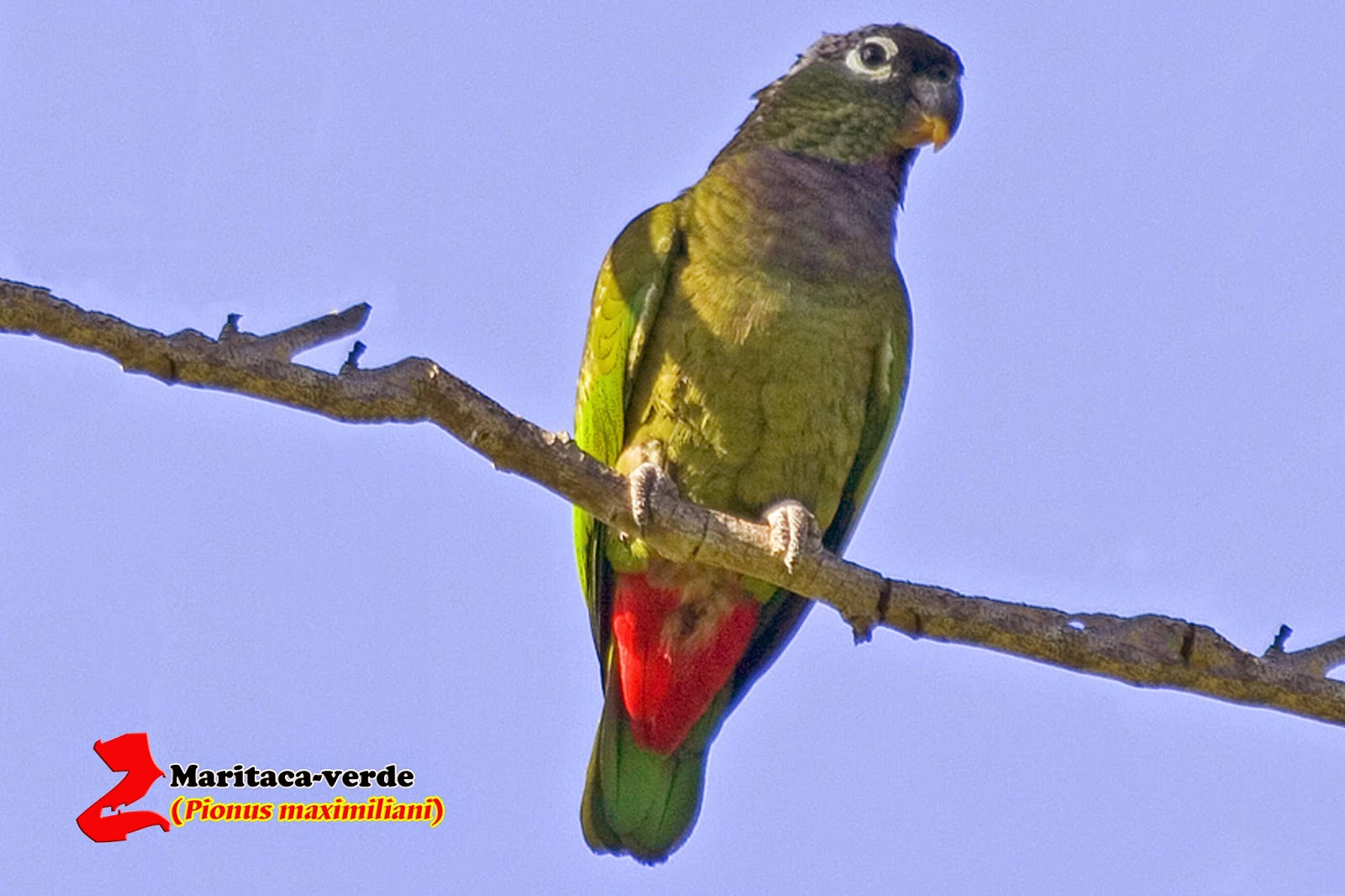 Zoologia: Maritaca-verde (Pionus maximiliani)
